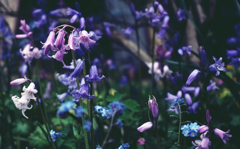 Bluebell: How to Plant, Grow and Care for Bluebell - Flower Garden